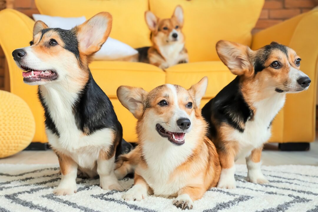 10 Best Corgi Rescues for Adoption (2025): Our Top 10 Picks!
