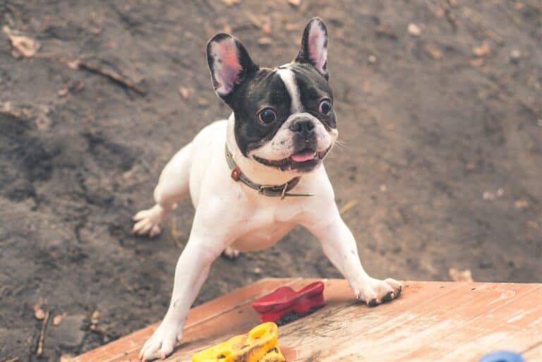10 Best French Bulldog Rescues for Adoption (2025): Our Top 10 Picks!