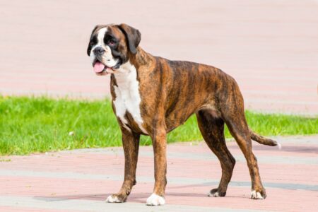 7 Colors and Types of the Boxer Dog Explained (With Pictures)