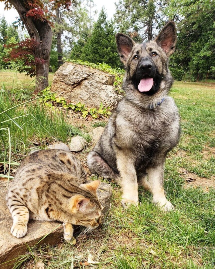 Dwarf German Shepherd: Everything About the Breed + FAQ