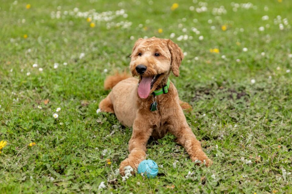10 Best Goldendoodle Rescues for Adoption (2025): Our Top 10 Picks!