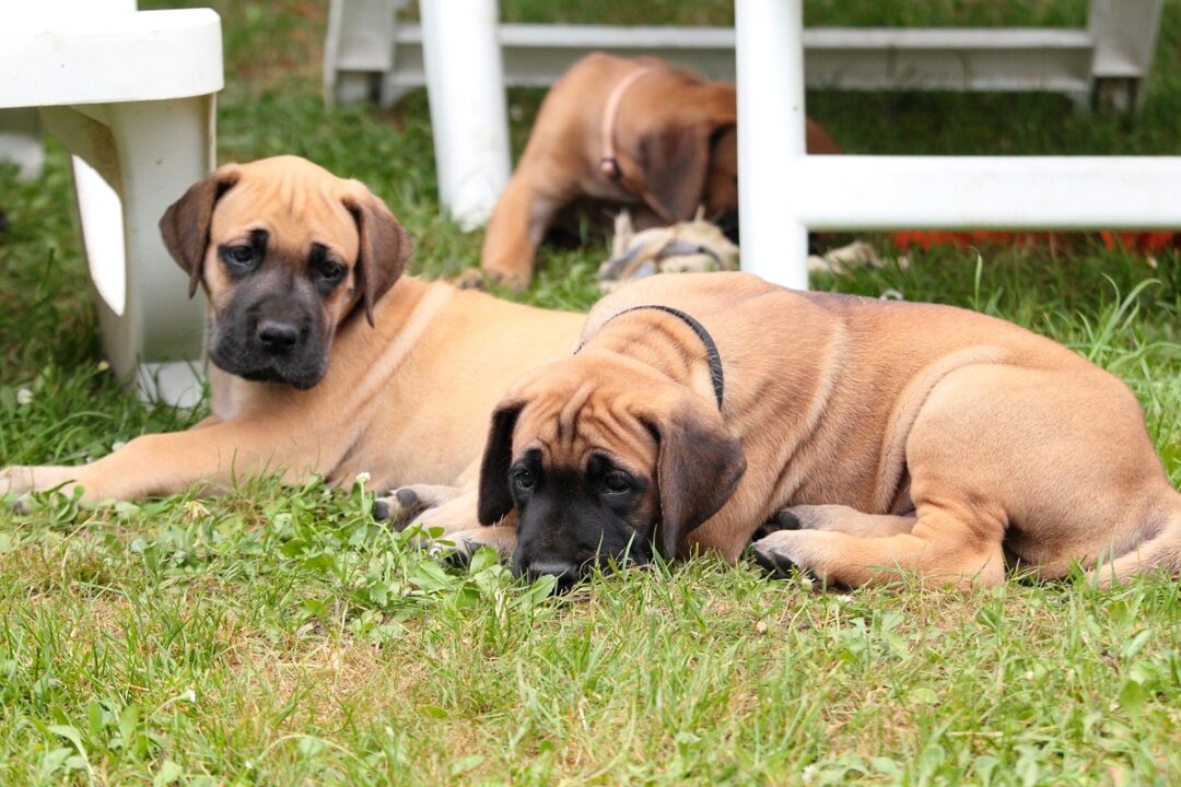 10 Best Great Dane Breeders (2025): Our Top 10 Picks!