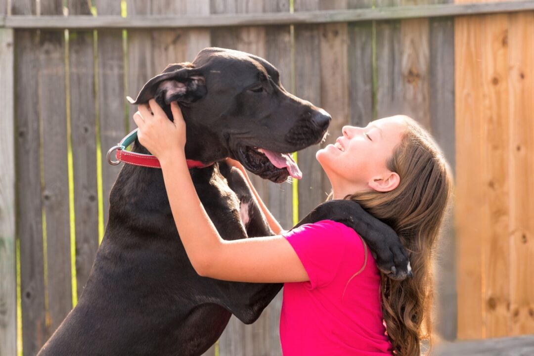 10 Best Great Dane Rescues for Adoption (2025): Our Top 10 Picks!