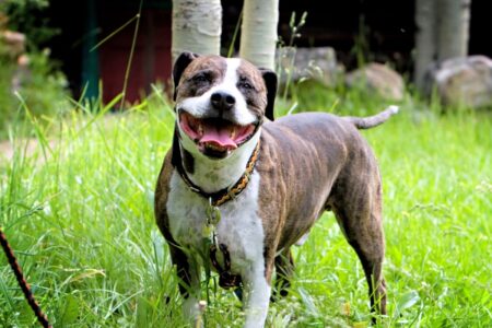 Colby Pitbull: Facts and FAQ About This Top Pitbull Bloodline