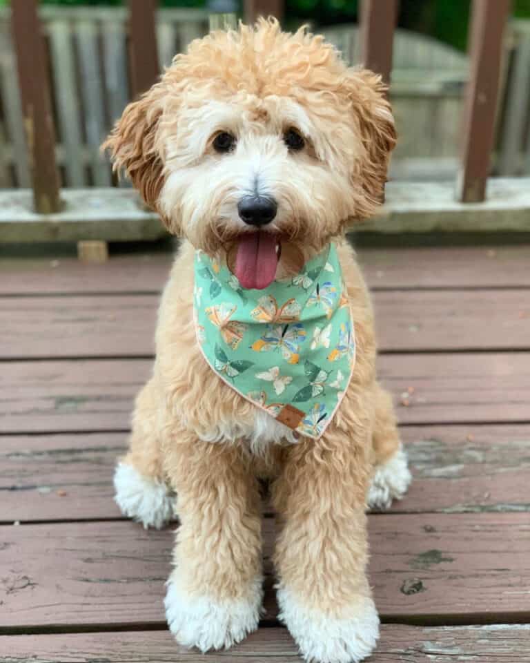 Mini Australian Labradoodle: A Guide to This Mini Tri-Hybrid Dog