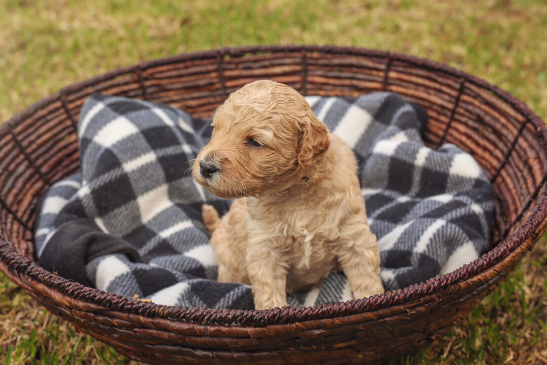 Mini Australian Labradoodle: A Guide to This Mini Tri-Hybrid Dog