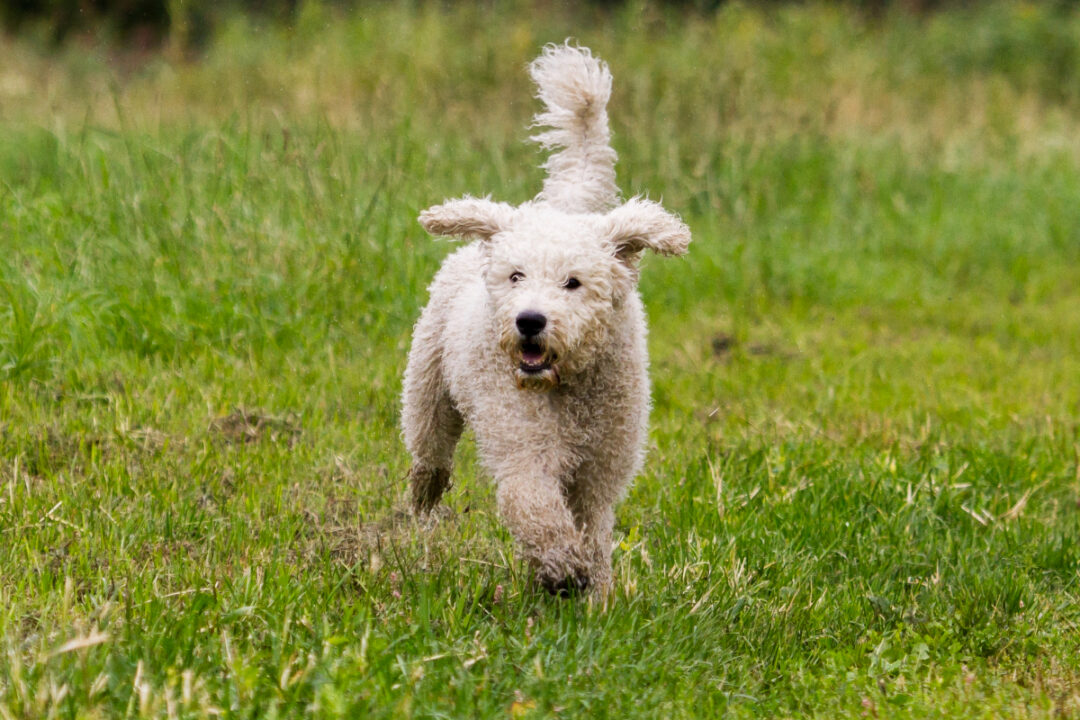 Mini Australian Labradoodle: A Guide to This Mini Tri-Hybrid Dog