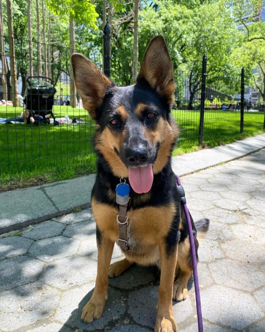 Dwarf German Shepherd: Everything About the Breed + FAQ