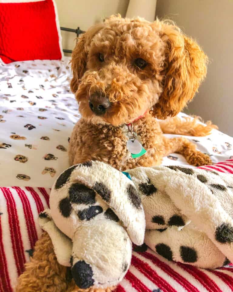 Mini Australian Labradoodle: A Guide to This Mini Tri-Hybrid Dog