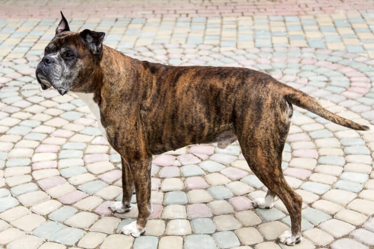 Boxer Dog Lifespan: How Long Do Boxer Dogs Normally Live?
