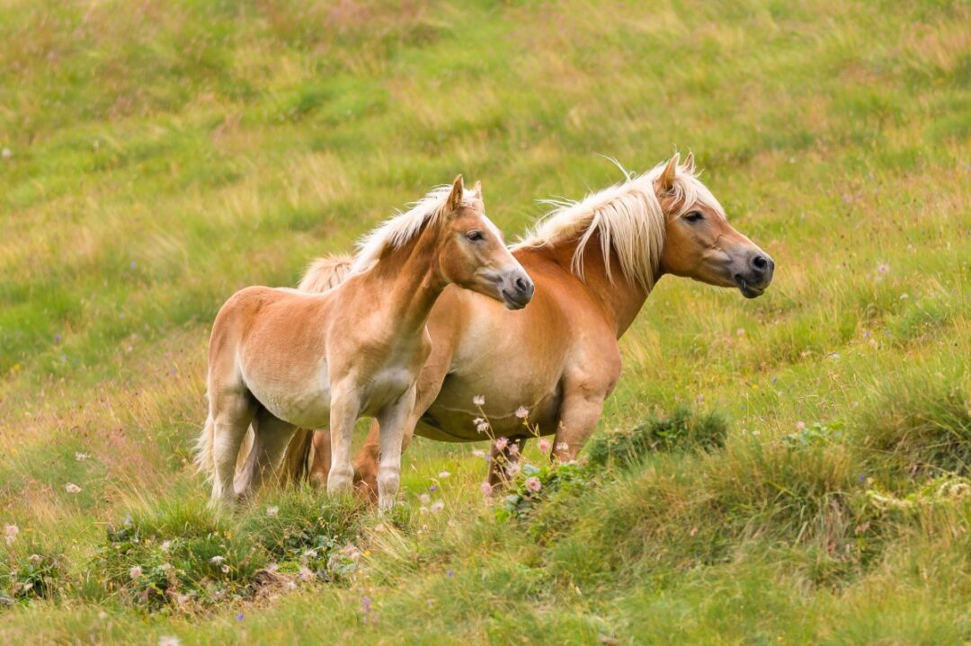 Palomino Horse: All You Need to Know About This Golden Horse
