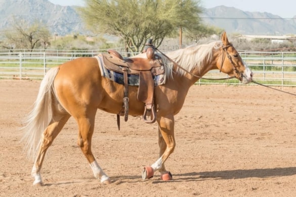 Bay Horse: 15 Color Variations of Bay Horses Explained (With Pictures)