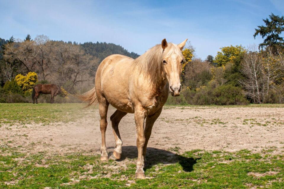 Palomino Horse: All You Need to Know About This Golden Horse