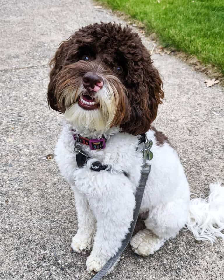 Mini Australian Labradoodle: A Guide to This Mini Tri-Hybrid Dog