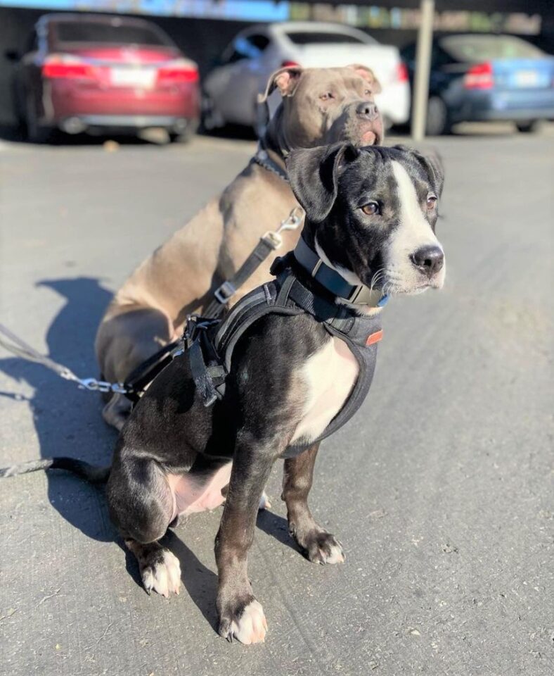 Pit Boodle (Pitbull Poodle Mix) Info, Pictures, Facts, and FAQ