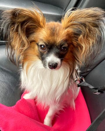 All Papillon Coat Colors and Markings Explained (With Pictures!)