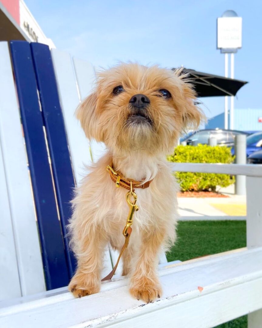 Shorkie Poo (Shih Tzu, Yorkie & Poodle Mix) Info, Pictures, FAQ