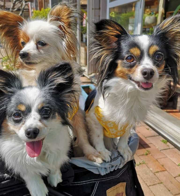 All Papillon Coat Colors and Markings Explained (With Pictures!)
