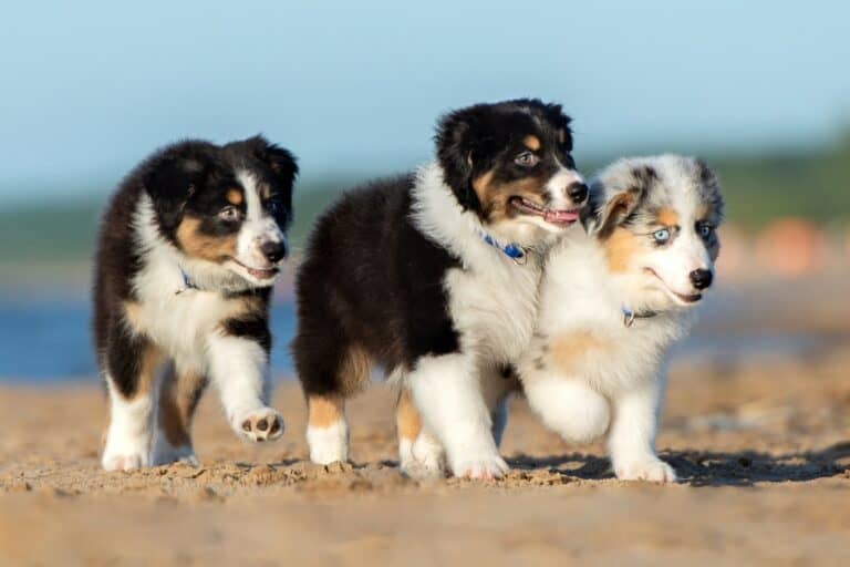 10 Best Australian Shepherd Breeders (2026): Our Top 10 Picks!