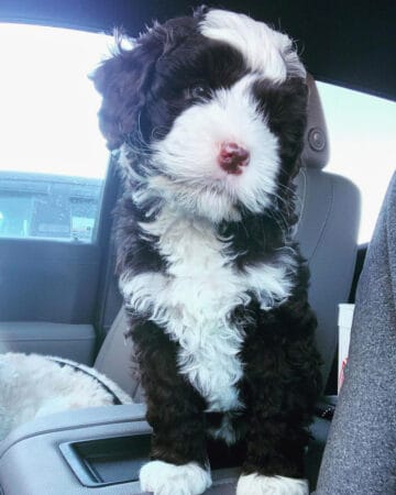 Mini Australian Labradoodle: A Guide to This Mini Tri-Hybrid Dog