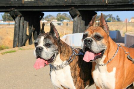 7 Colors and Types of the Boxer Dog Explained (With Pictures)