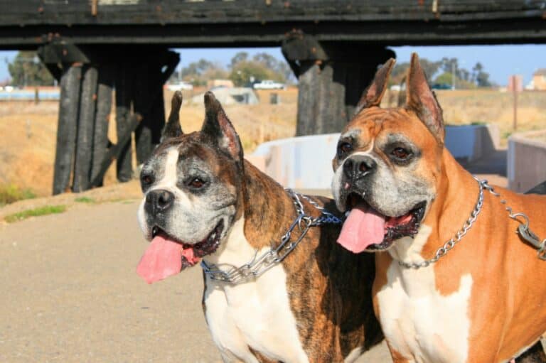 7 Colors and Types of the Boxer Dog Explained (With Pictures)