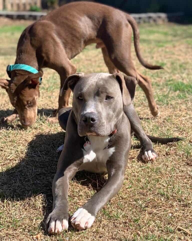 Colby Pitbull: Facts and FAQ About This Top Pitbull Bloodline