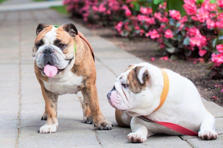 10 Best English Bulldog Rescues for Adoption (2025): Our Top 10 Picks!