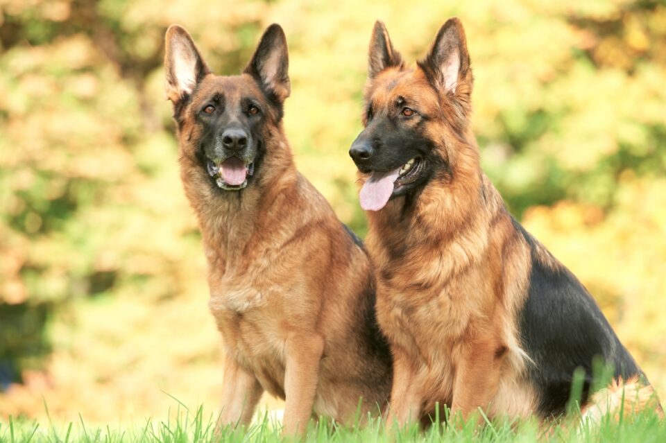 10 Best German Shepherd Rescues for Adoption (2025): Our Top 10 Picks!
