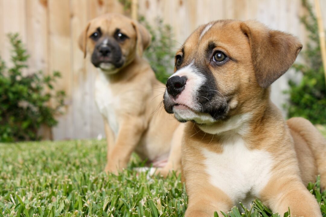 10 Best Boxer Breeders (2026): Our Top 10 Picks!