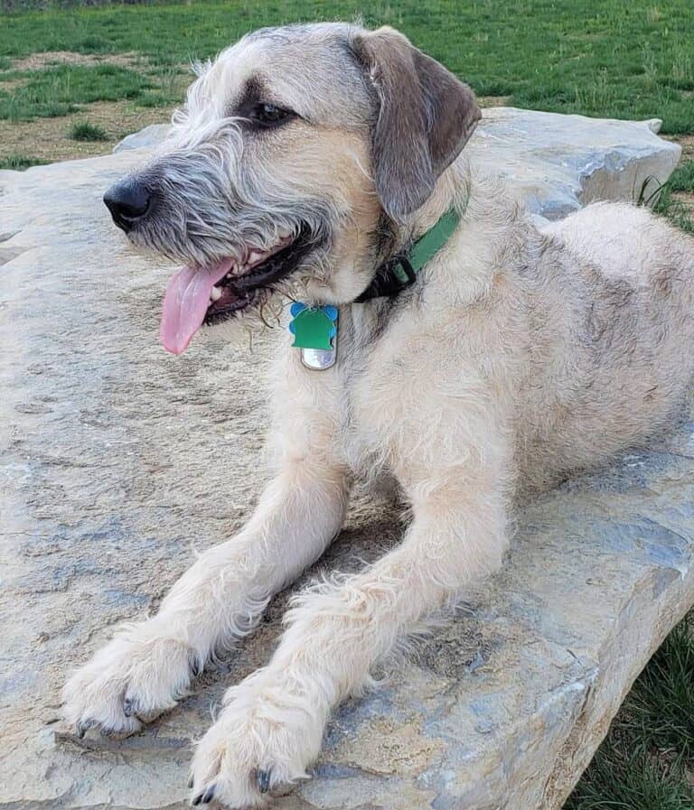 Pit Boodle (Pitbull Poodle Mix) Info, Pictures, Facts, and FAQ