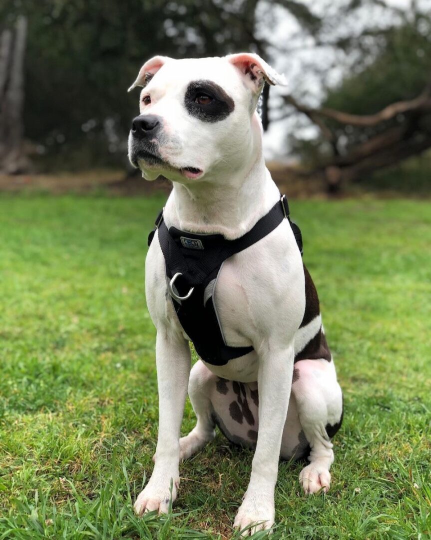 Colby Pitbull: Facts and FAQ About This Top Pitbull Bloodline