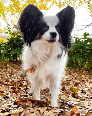 All Papillon Coat Colors and Markings Explained (With Pictures!)