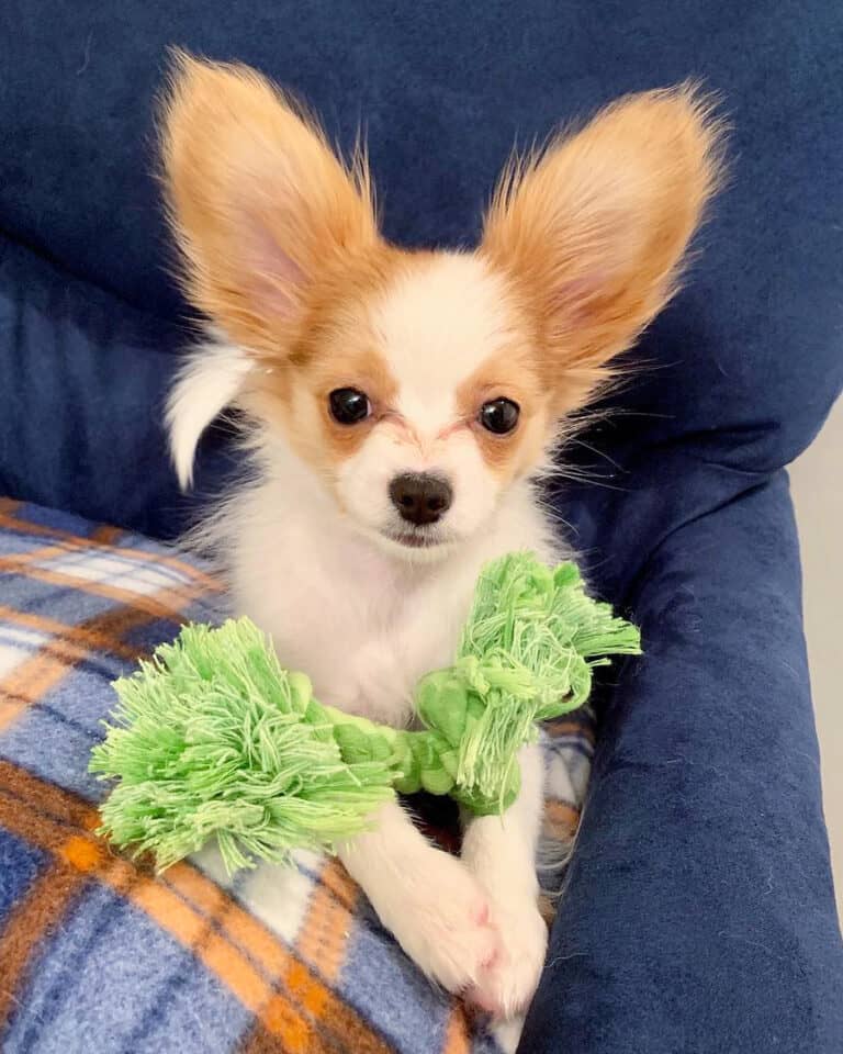 All Papillon Coat Colors and Markings Explained (With Pictures!)