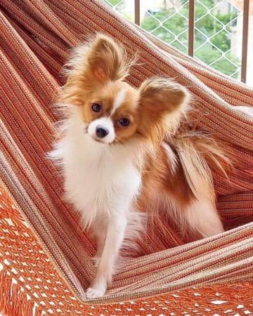 All Papillon Coat Colors and Markings Explained (With Pictures!)