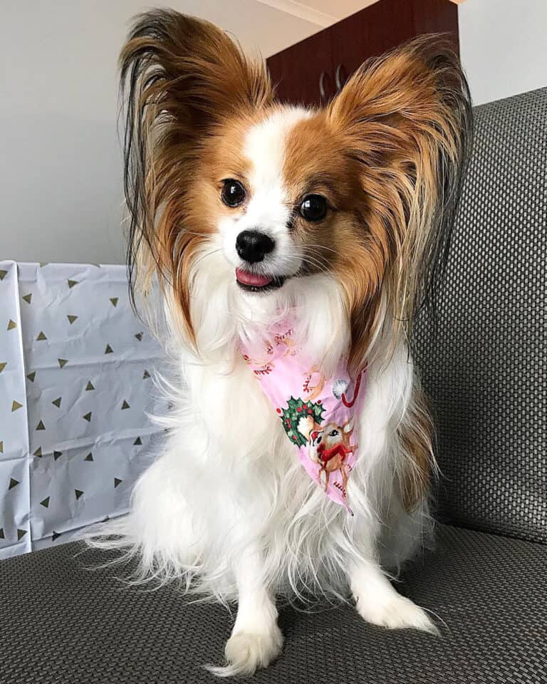 All Papillon Coat Colors and Markings Explained (With Pictures!)