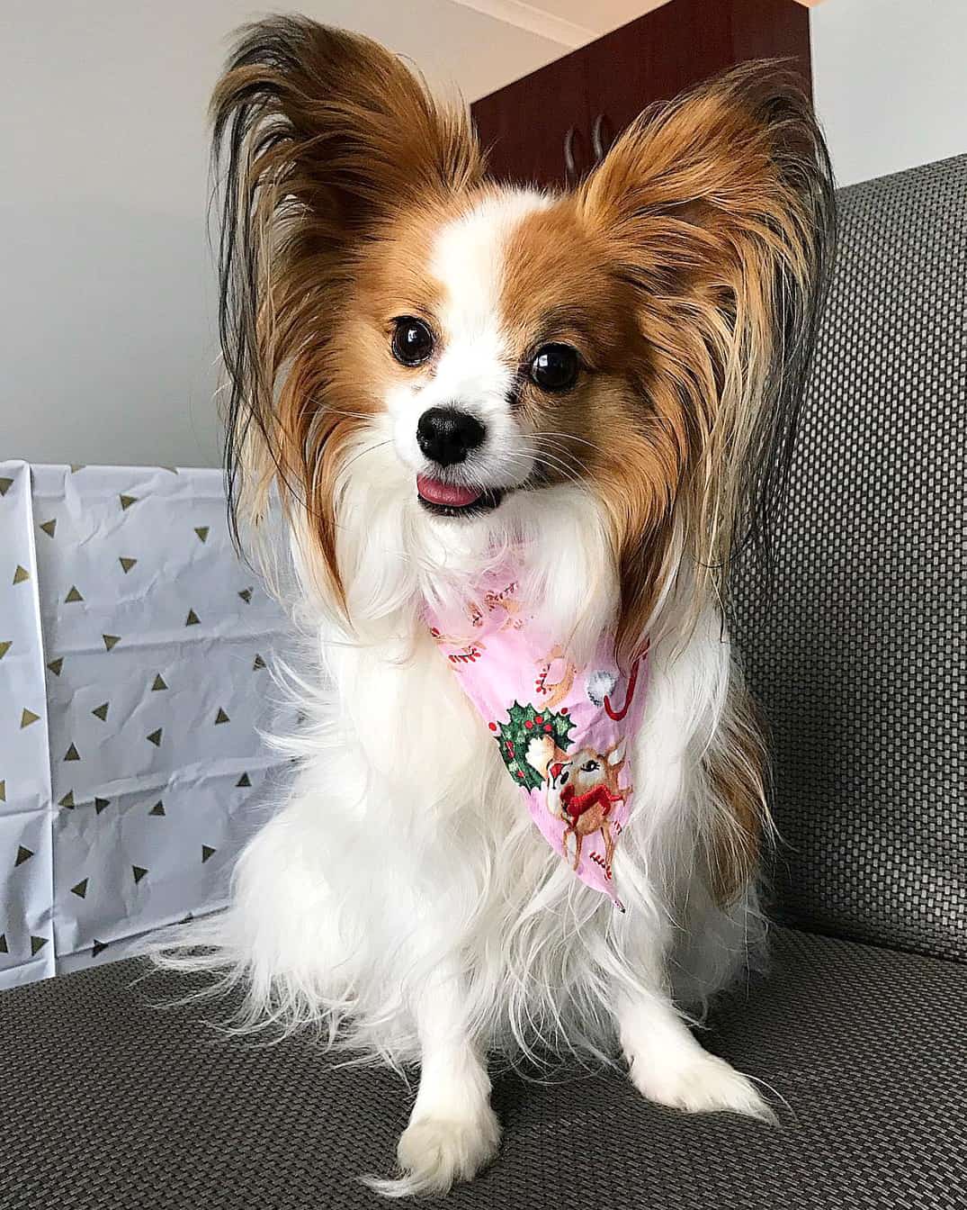 All Papillon Coat Colors and Markings Explained (With Pictures!)