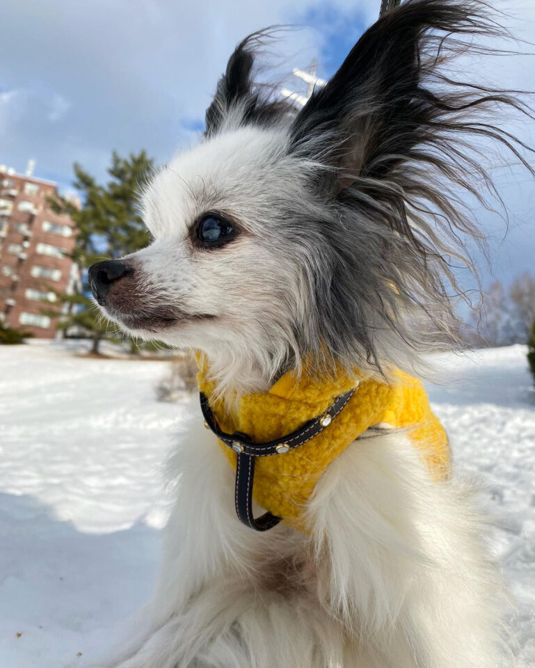 All Papillon Coat Colors and Markings Explained (With Pictures!)