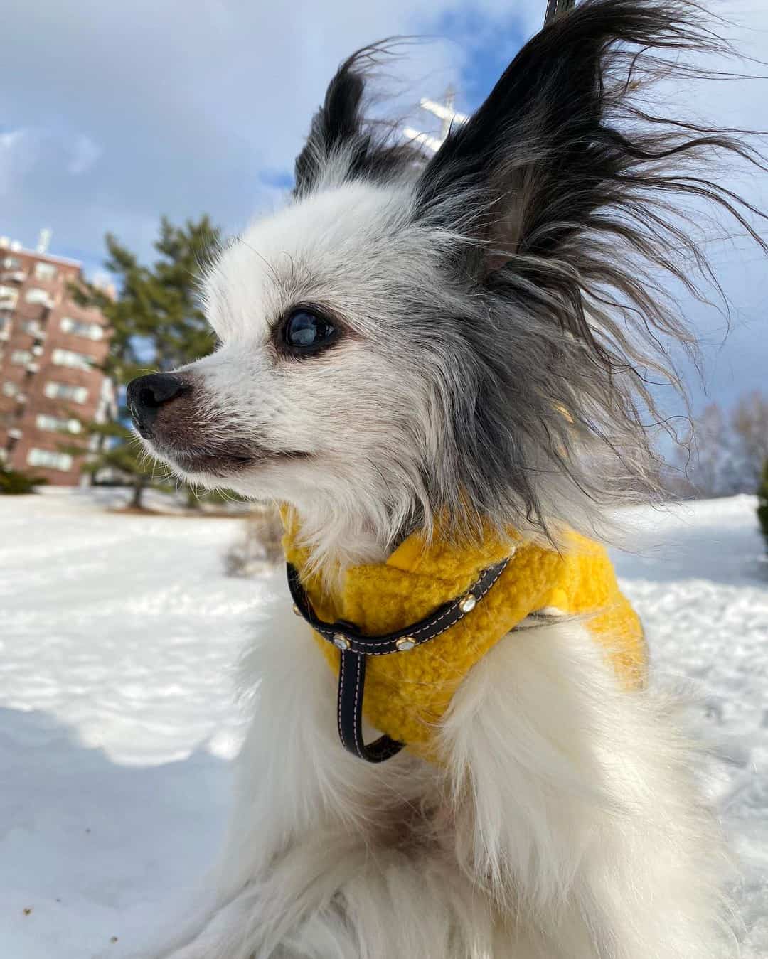 All Papillon Coat Colors and Markings Explained (With Pictures!)