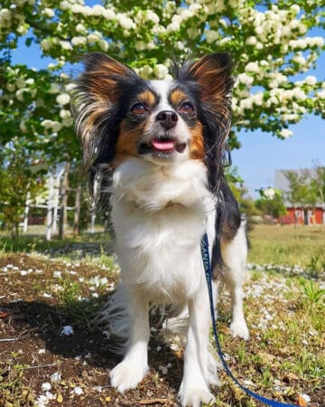 All Papillon Coat Colors and Markings Explained (With Pictures!)