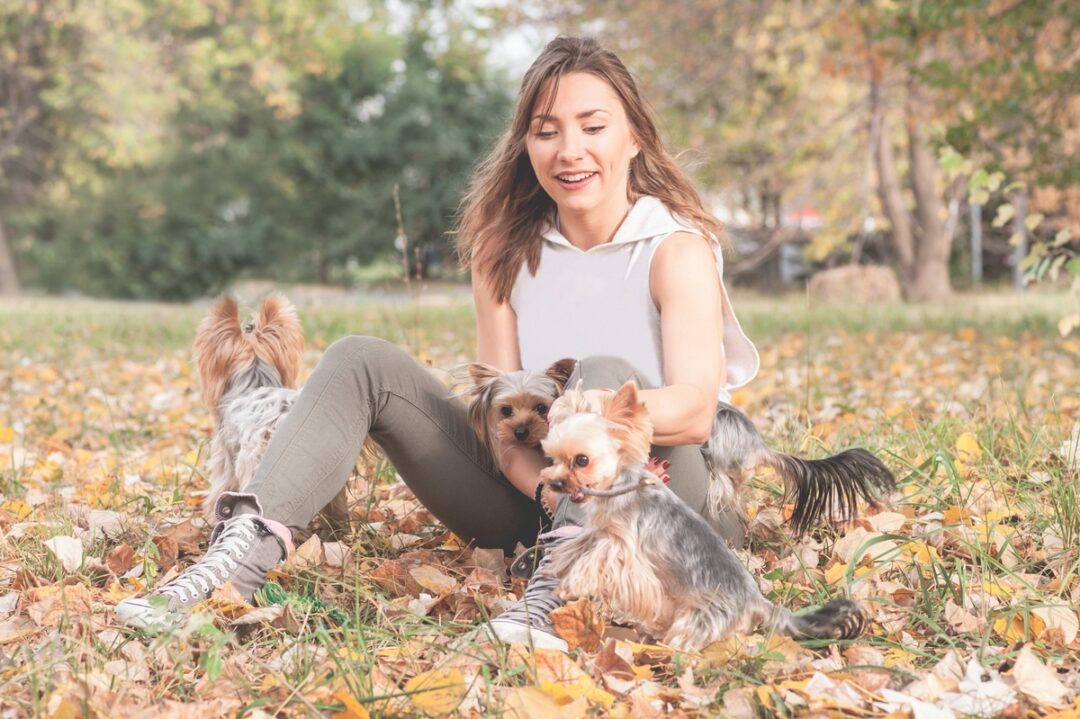 10 Best Yorkshire Terrier Rescues for Adoption (2025): Our Top 10 Picks!