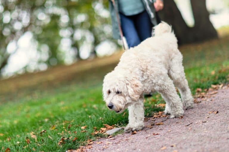 10 Best Labradoodle Rescues for Adoption (2025): Our Top 10 Picks!