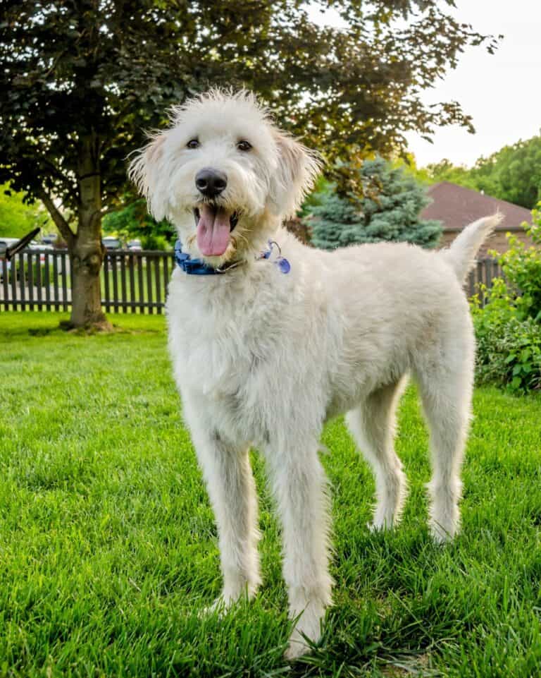 10 Best Labradoodle Rescues for Adoption (2025): Our Top 10 Picks!