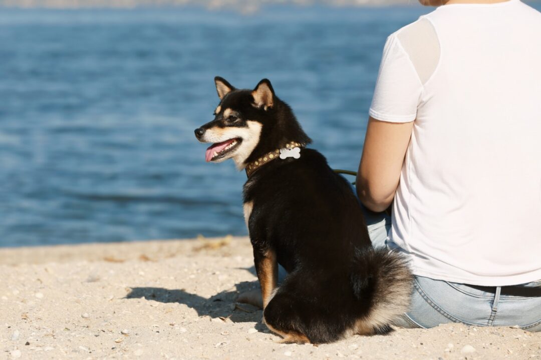 10 Best Shiba Inu Rescues for Adoption (2025): Our Top 10 Picks!