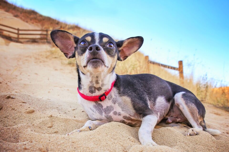 Toy Rat Terrier: Are They Similar to Toy Fox Terriers? - Bubbly Pet