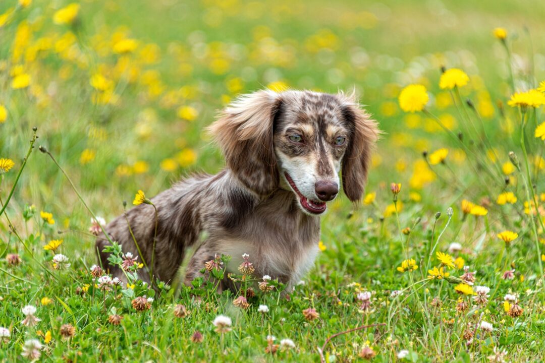 Dapple Dachshund: Facts, Patterns, Pictures, FAQs & More