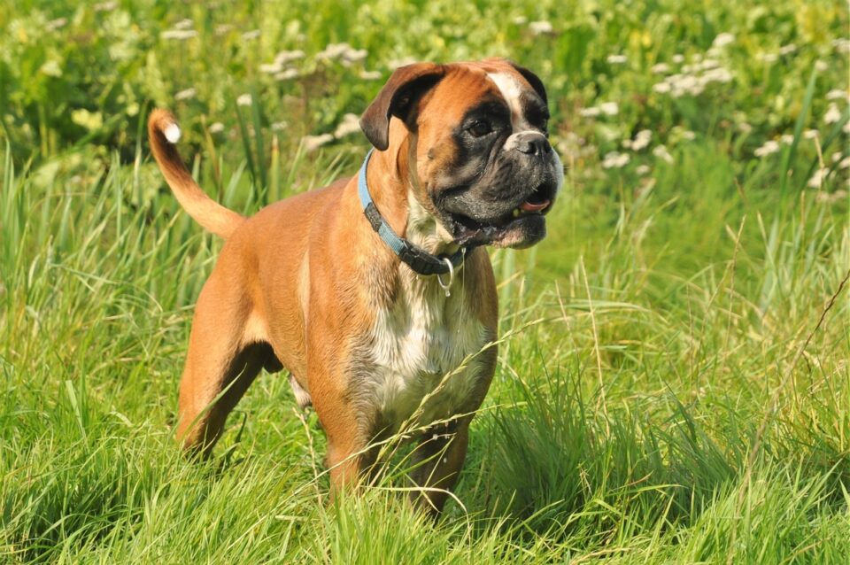 10 Best Boxer Rescues for Adoption (2025): Our Top 10 Picks!