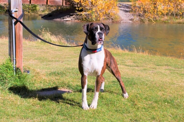10 Best Boxer Rescues for Adoption (2026): Our Top 10 Picks!
