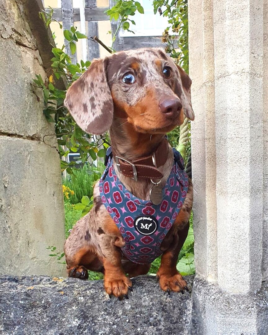 Dapple Dachshund: Facts, Patterns, Pictures, FAQs & More