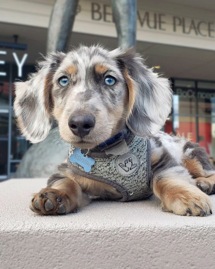 Dapple Dachshund: Facts, Patterns, Pictures, FAQs & More